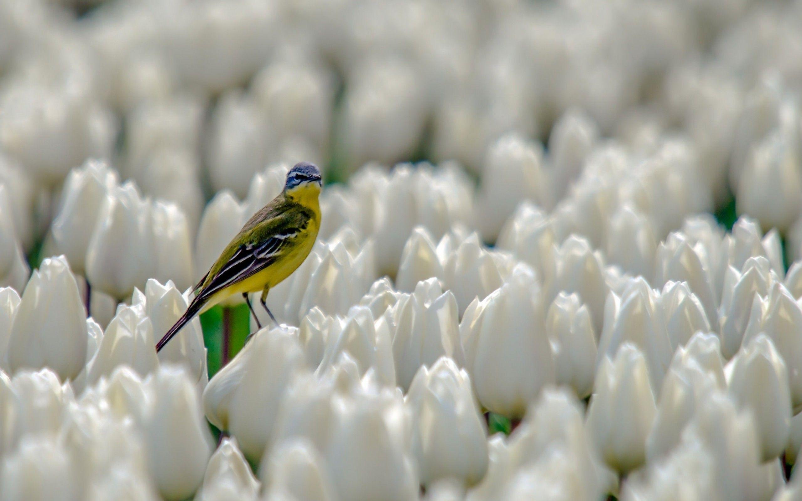 Canary Bird Wallpapers - Top Free Canary Bird Backgrounds - WallpaperAccess