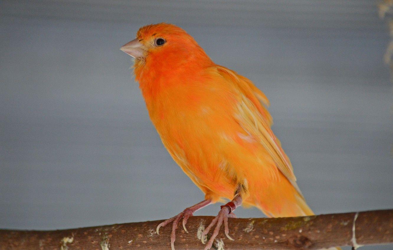 Canary Bird Wallpapers - Top Free Canary Bird Backgrounds - WallpaperAccess