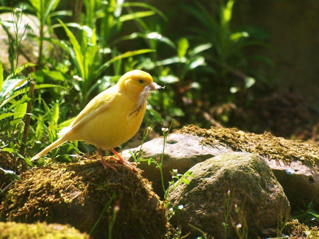 Canary Bird Wallpapers - Top Free Canary Bird Backgrounds - WallpaperAccess