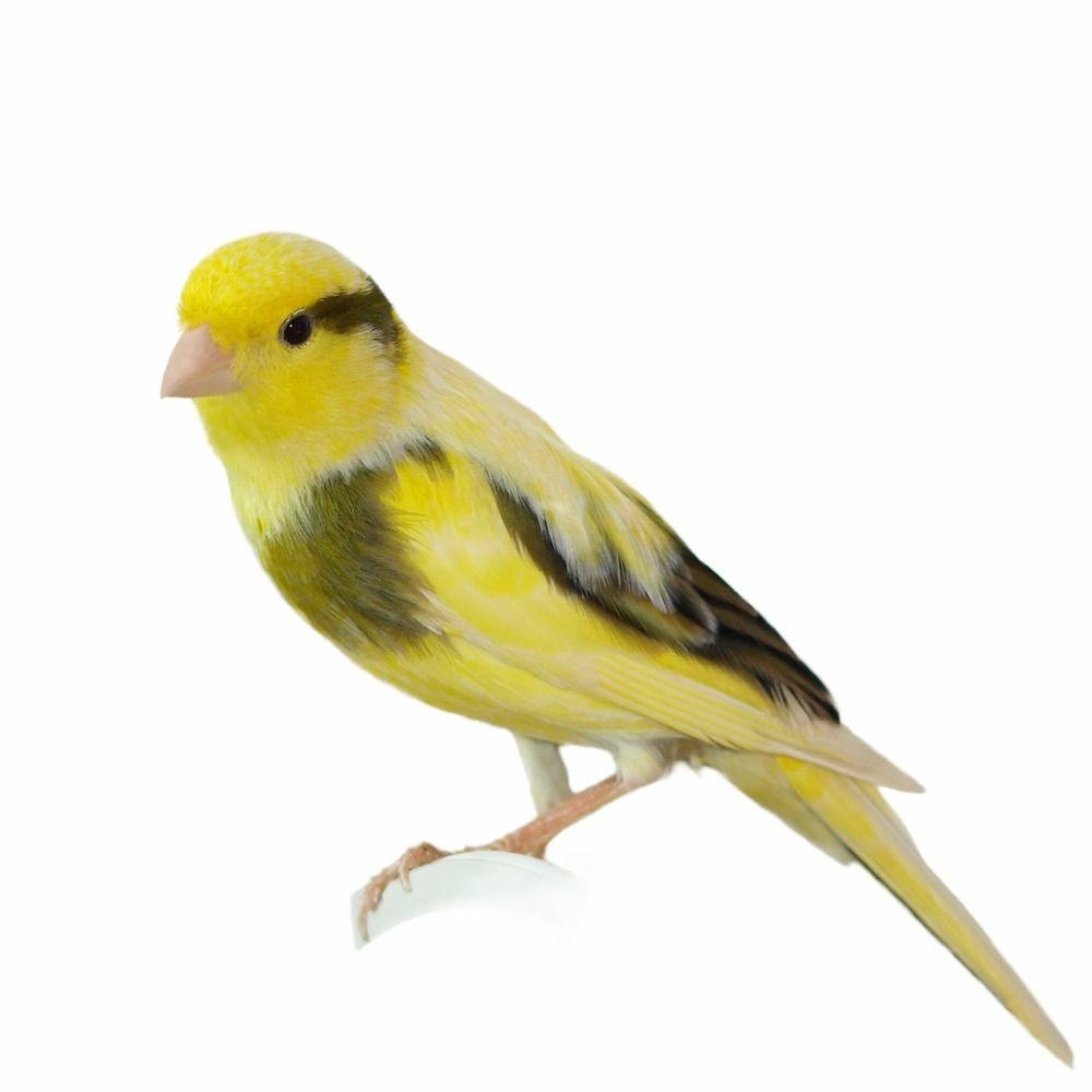 Canary Bird Wallpapers - Top Free Canary Bird Backgrounds - WallpaperAccess