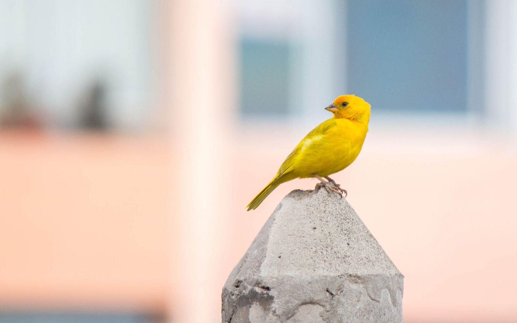 Canary Bird Wallpapers - Top Free Canary Bird Backgrounds - WallpaperAccess
