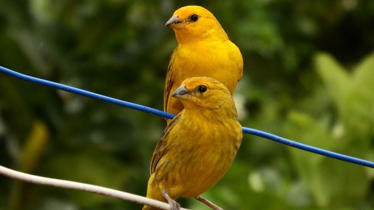 Canary Bird Wallpapers - Top Free Canary Bird Backgrounds - WallpaperAccess