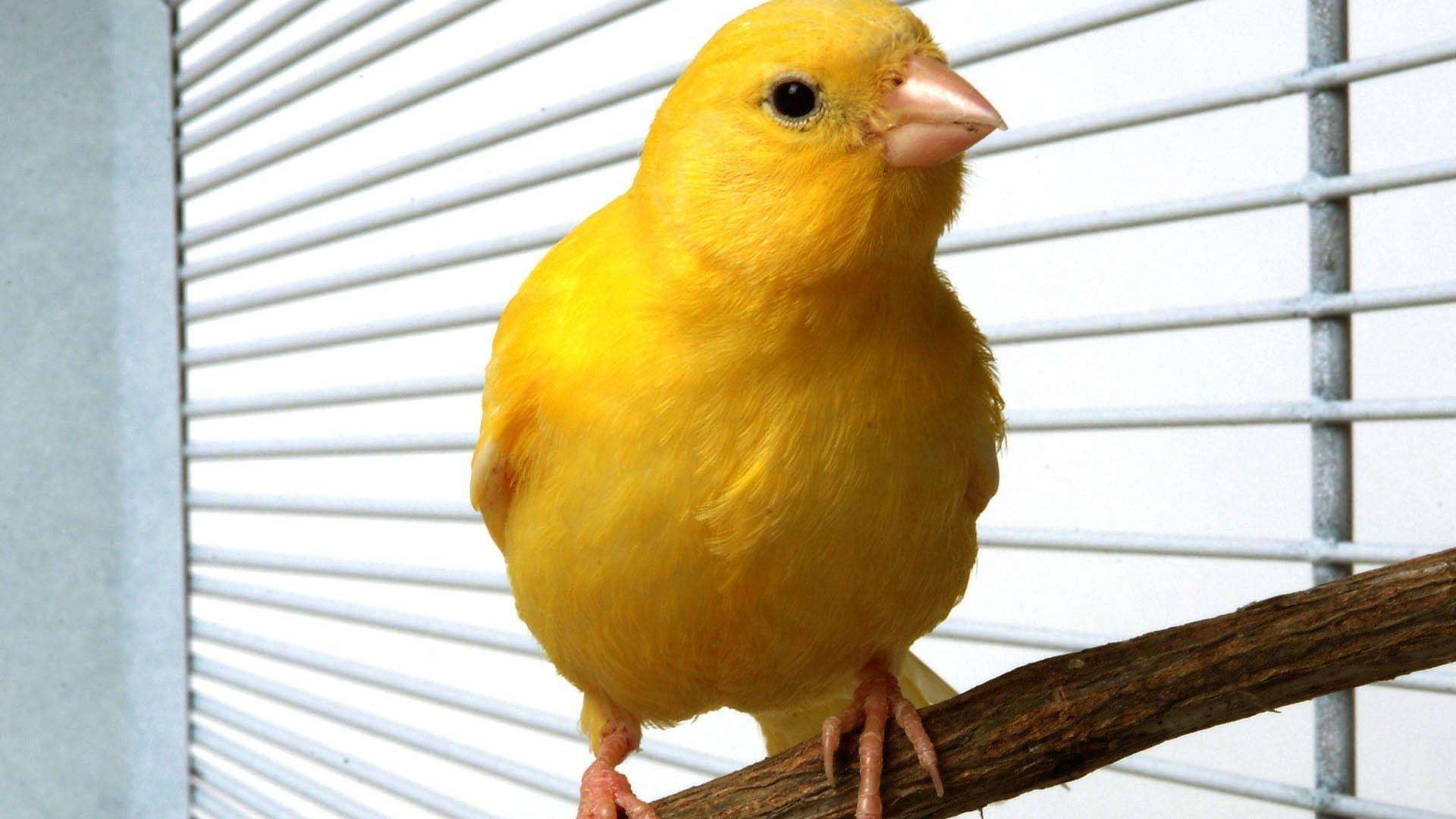 Canary Bird Wallpapers - Top Free Canary Bird Backgrounds - WallpaperAccess