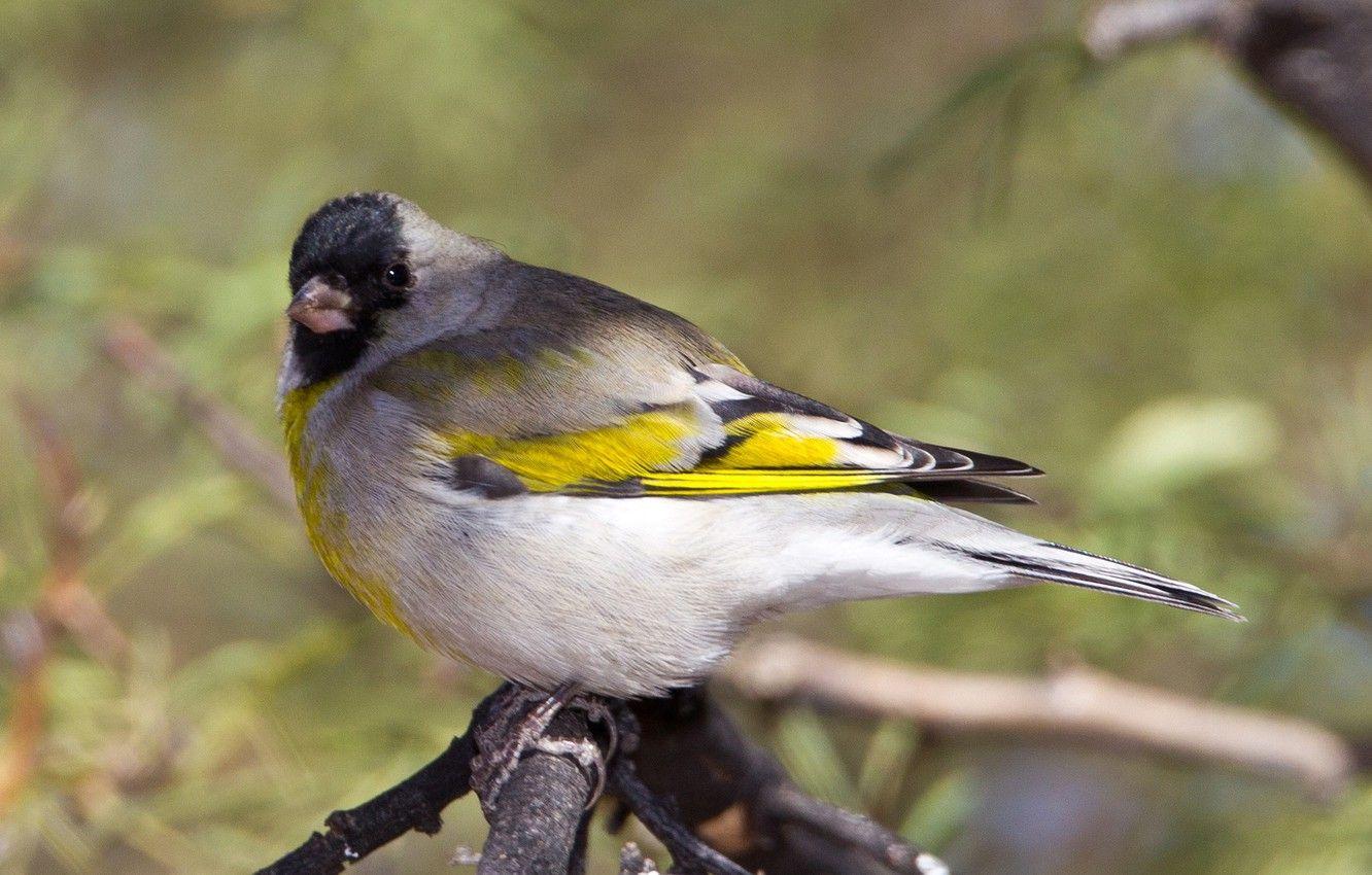 Canary Bird Wallpapers - Top Free Canary Bird Backgrounds - WallpaperAccess