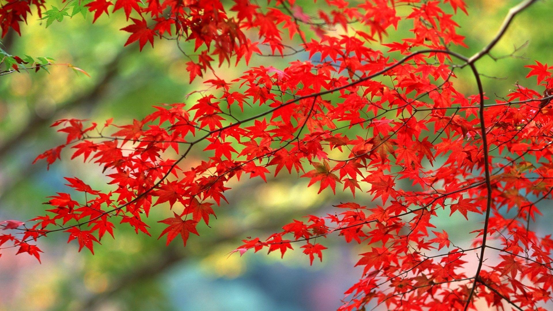 Japanese Autumn Wallpapers - Top Free Japanese Autumn Backgrounds ...