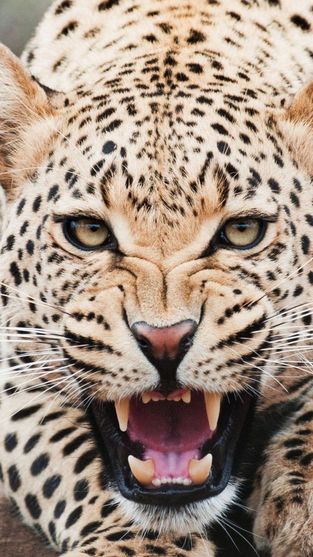 Cheetah Phone Wallpapers - Top Free Cheetah Phone Backgrounds ...