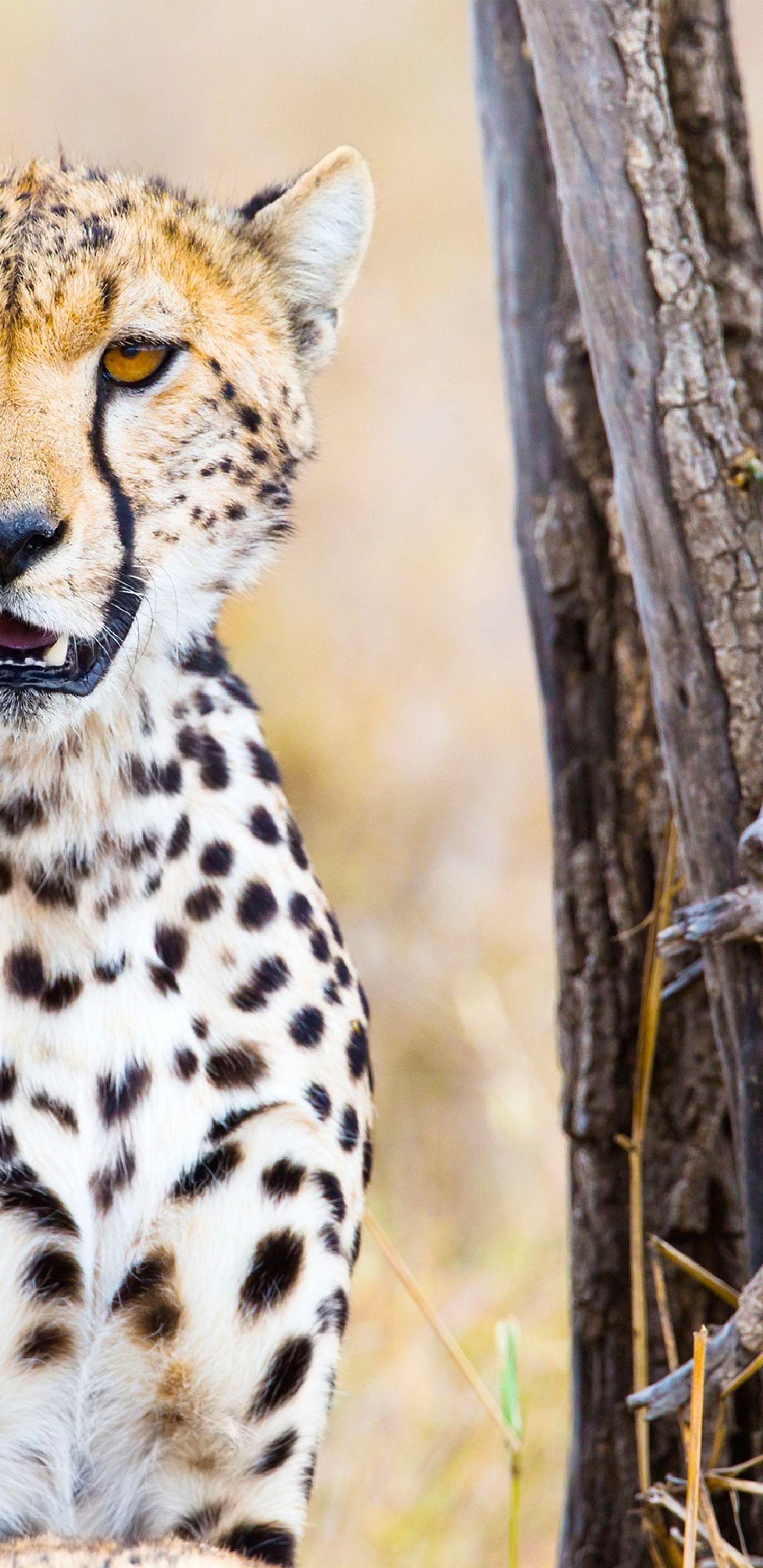 Cheetah Phone Wallpapers - Top Free Cheetah Phone Backgrounds ...