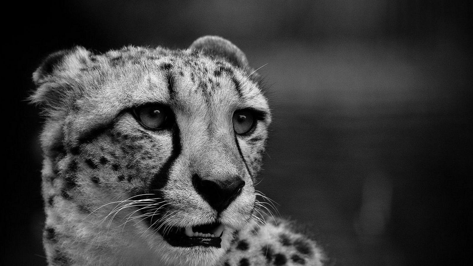 Black Cheetah HD Wallpapers - Top Free Black Cheetah HD Backgrounds ...