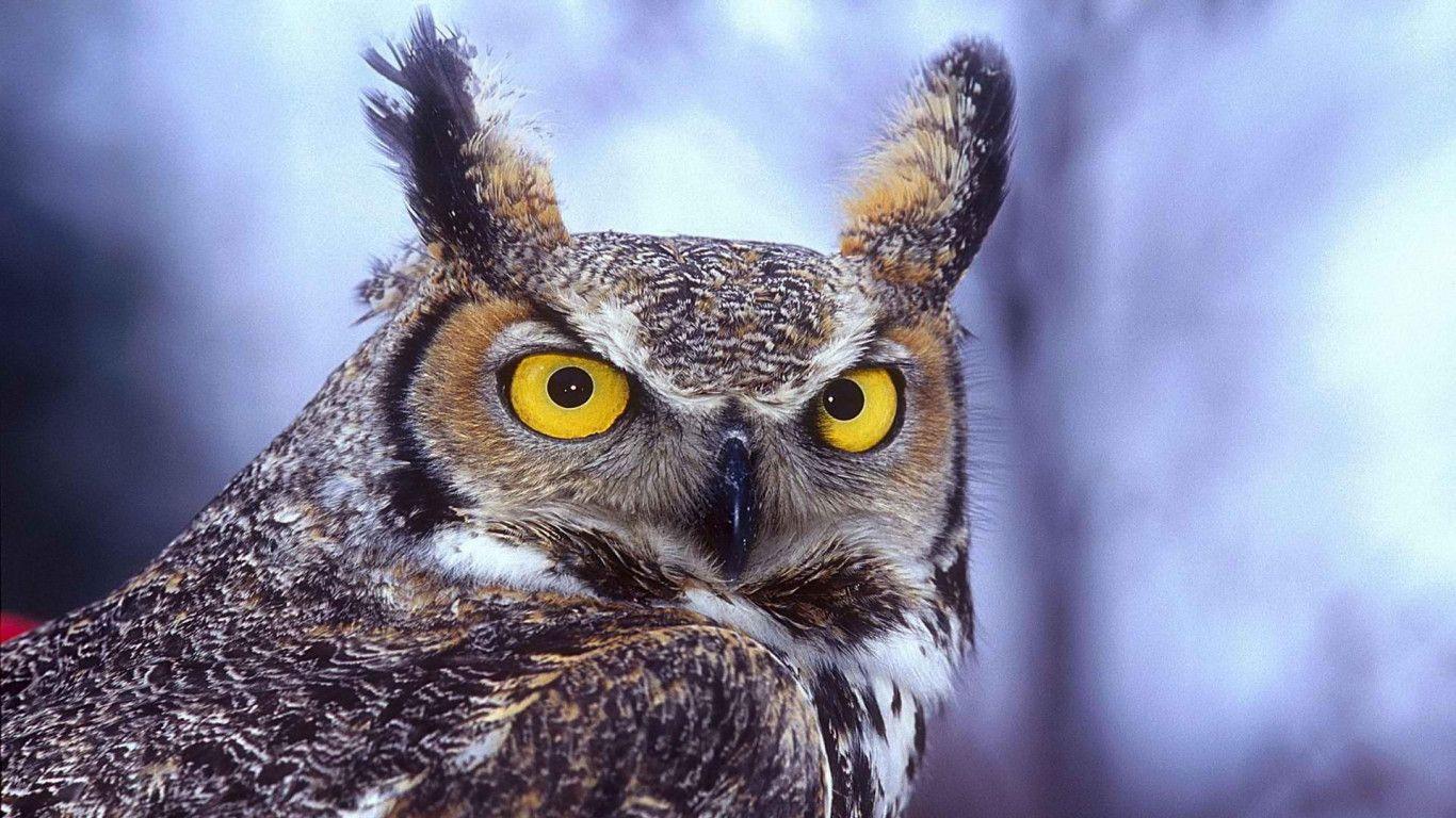 Evil Owl Wallpapers - Top Free Evil Owl Backgrounds - WallpaperAccess