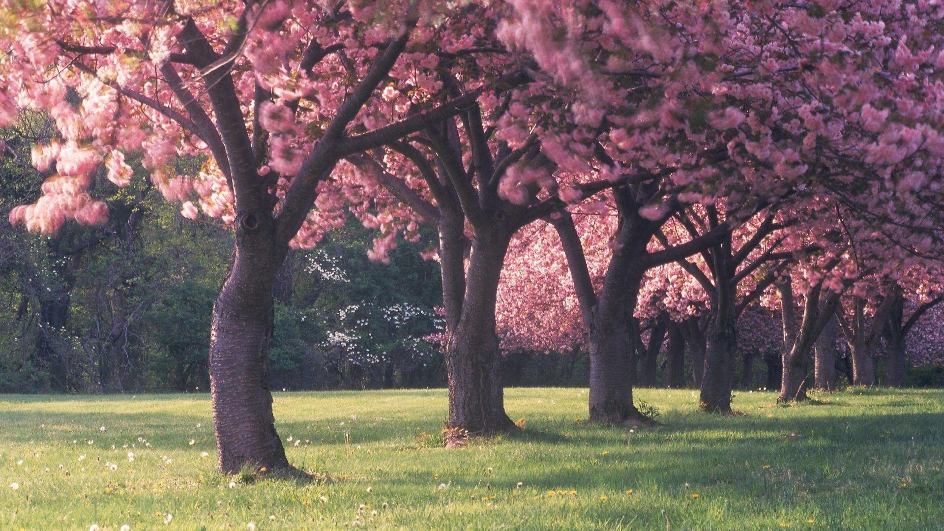 Cherry Blossom Tree with Snow Wallpapers - Top Free Cherry Blossom Tree ...