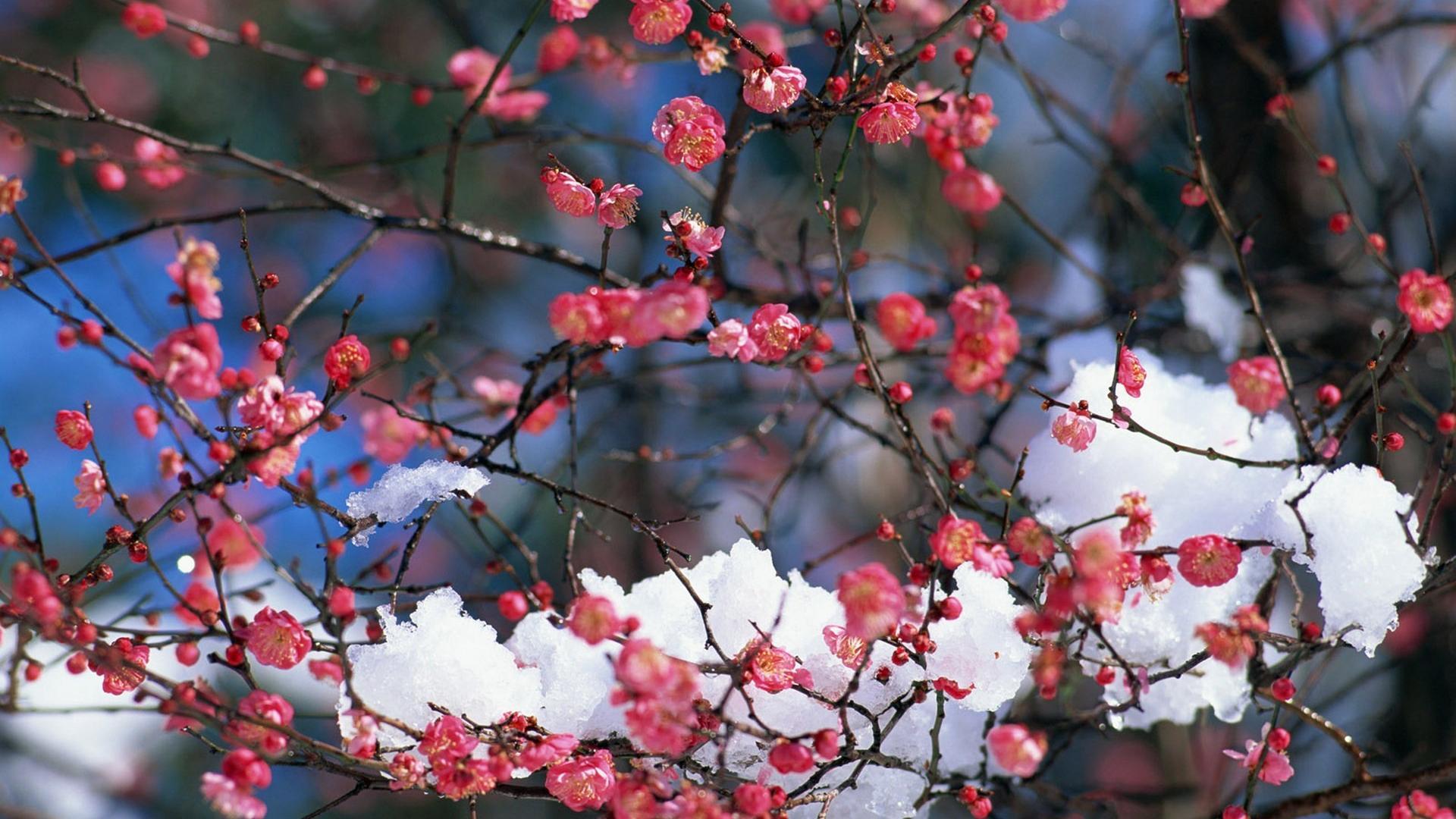 Cherry Blossom Tree with Snow Wallpapers - Top Free Cherry Blossom Tree ...