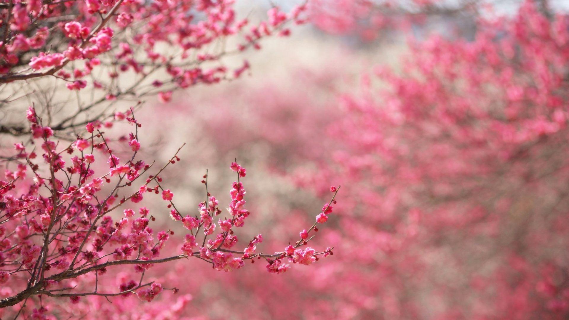 Cherry Blossom Tree with Snow Wallpapers - Top Free Cherry Blossom Tree ...