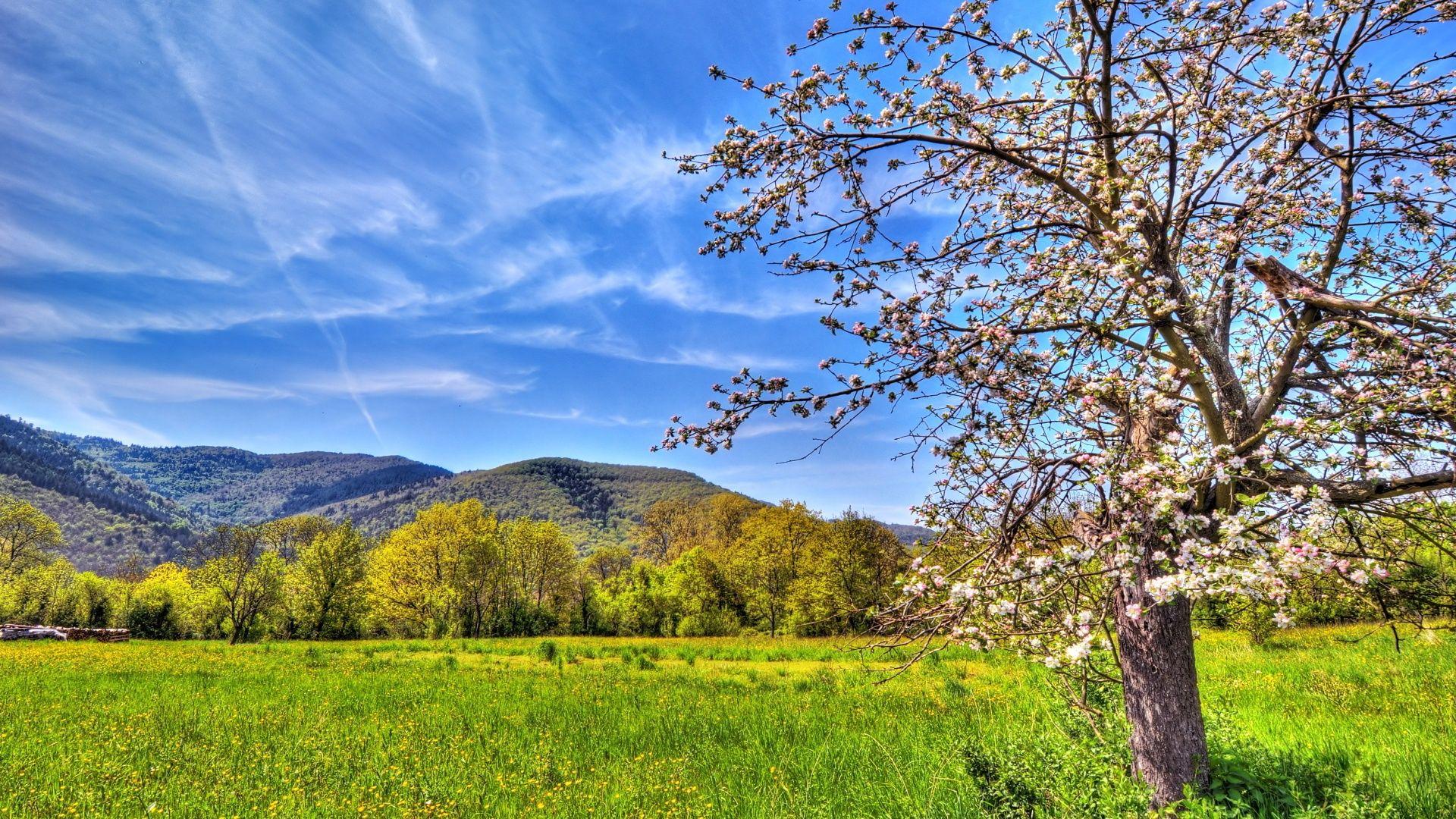1920 X 1080 Spring Wallpapers - Top Free 1920 X 1080 Spring Backgrounds ...