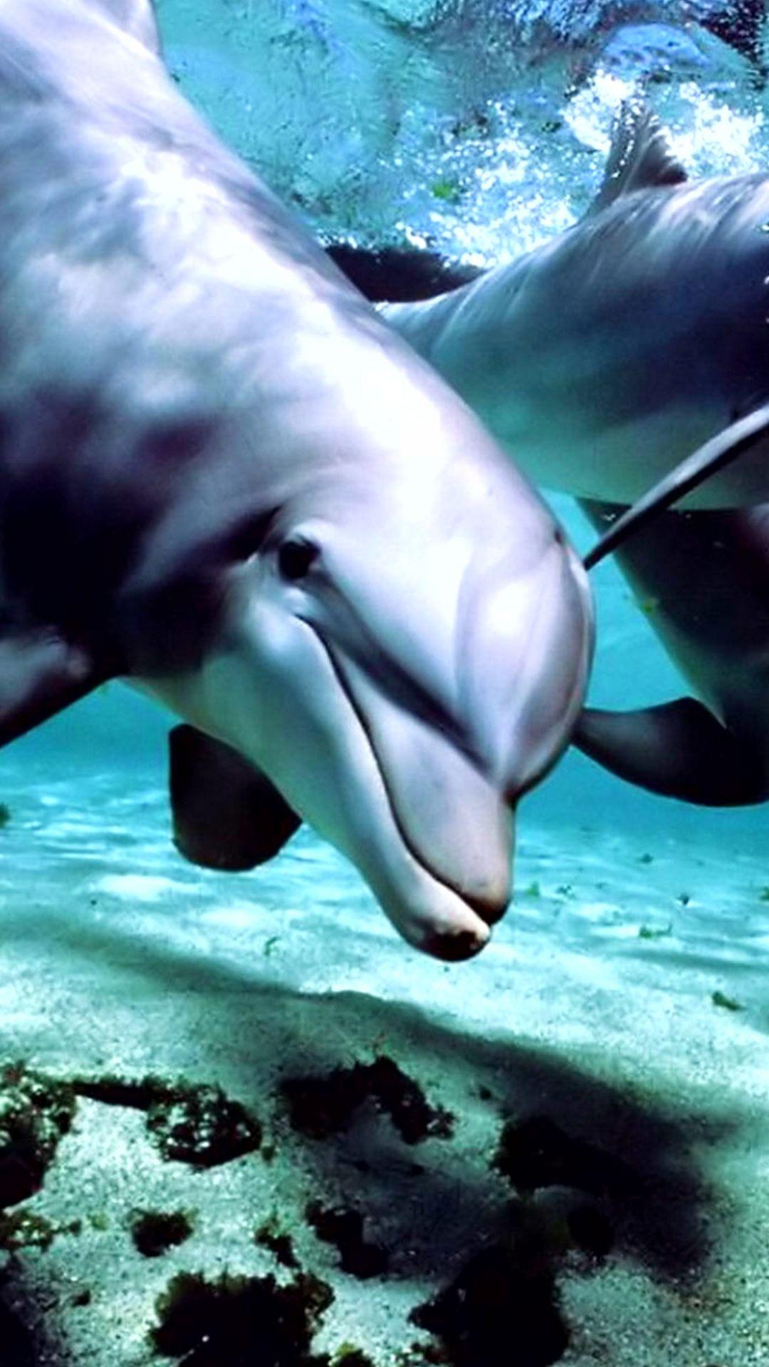 Dolphin Phone Wallpapers - Top Free Dolphin Phone Backgrounds ...