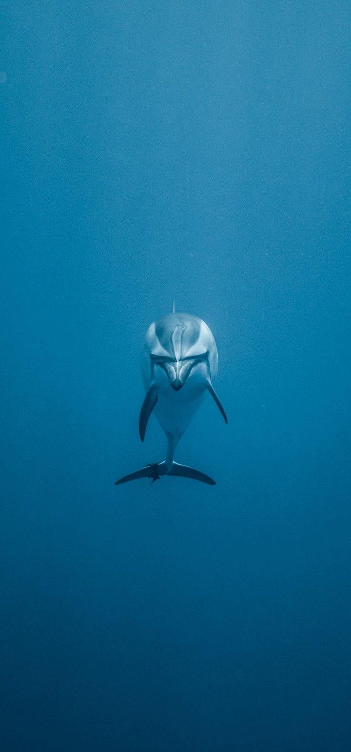 Dolphin Phone Wallpapers - Top Free Dolphin Phone Backgrounds ...
