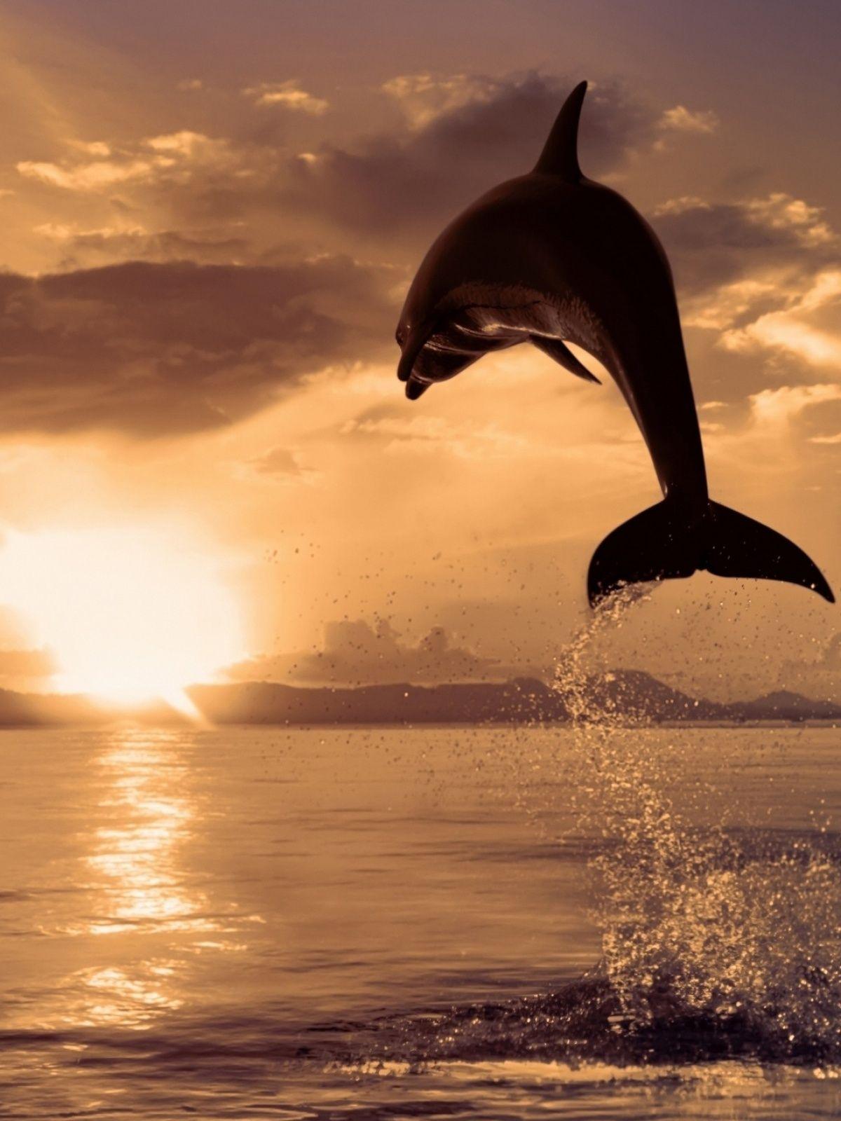 Dolphin Phone Wallpapers - Top Free Dolphin Phone Backgrounds ...