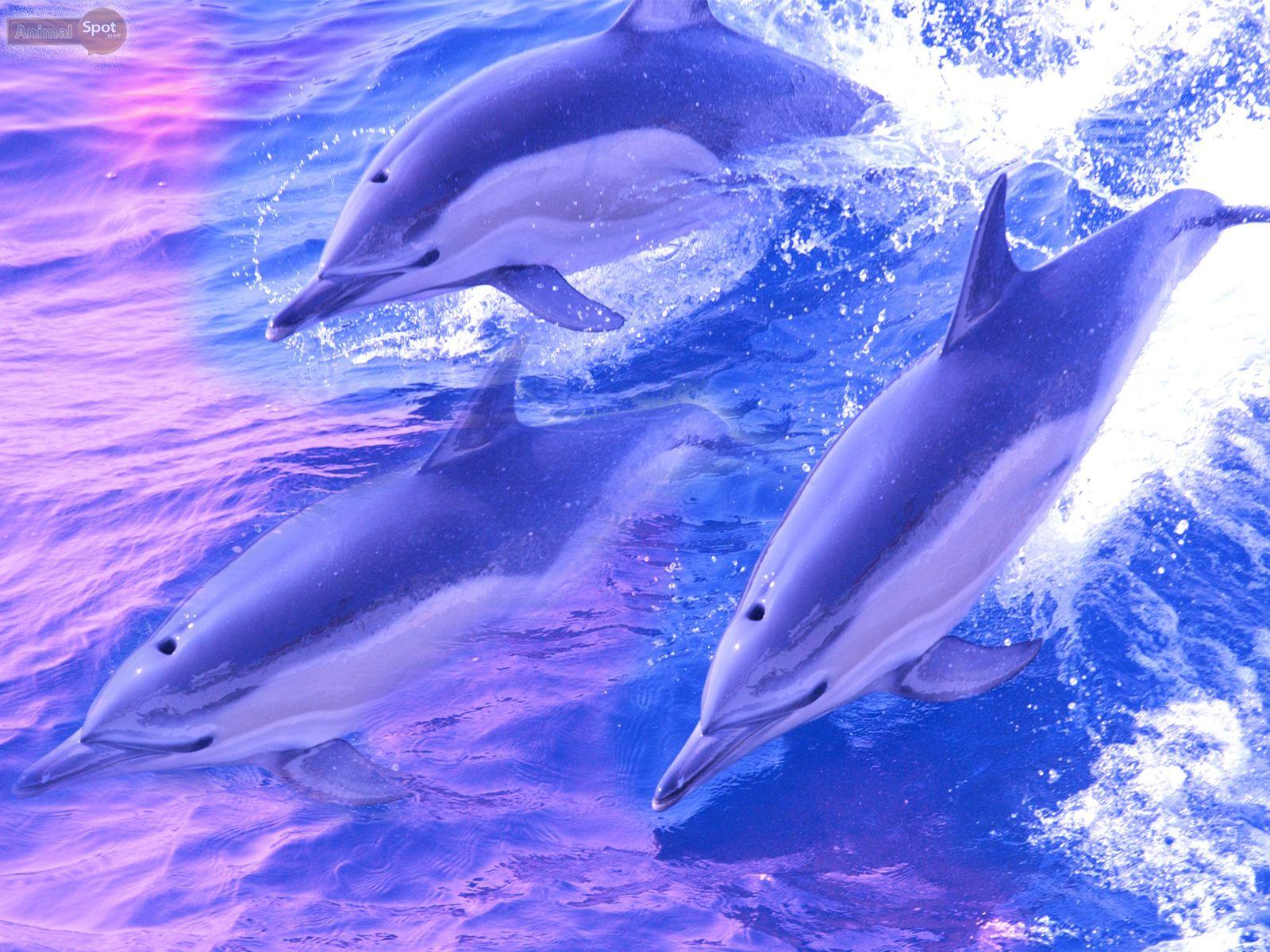 Baby Dolphins Wallpapers - Top Free Baby Dolphins Backgrounds ...