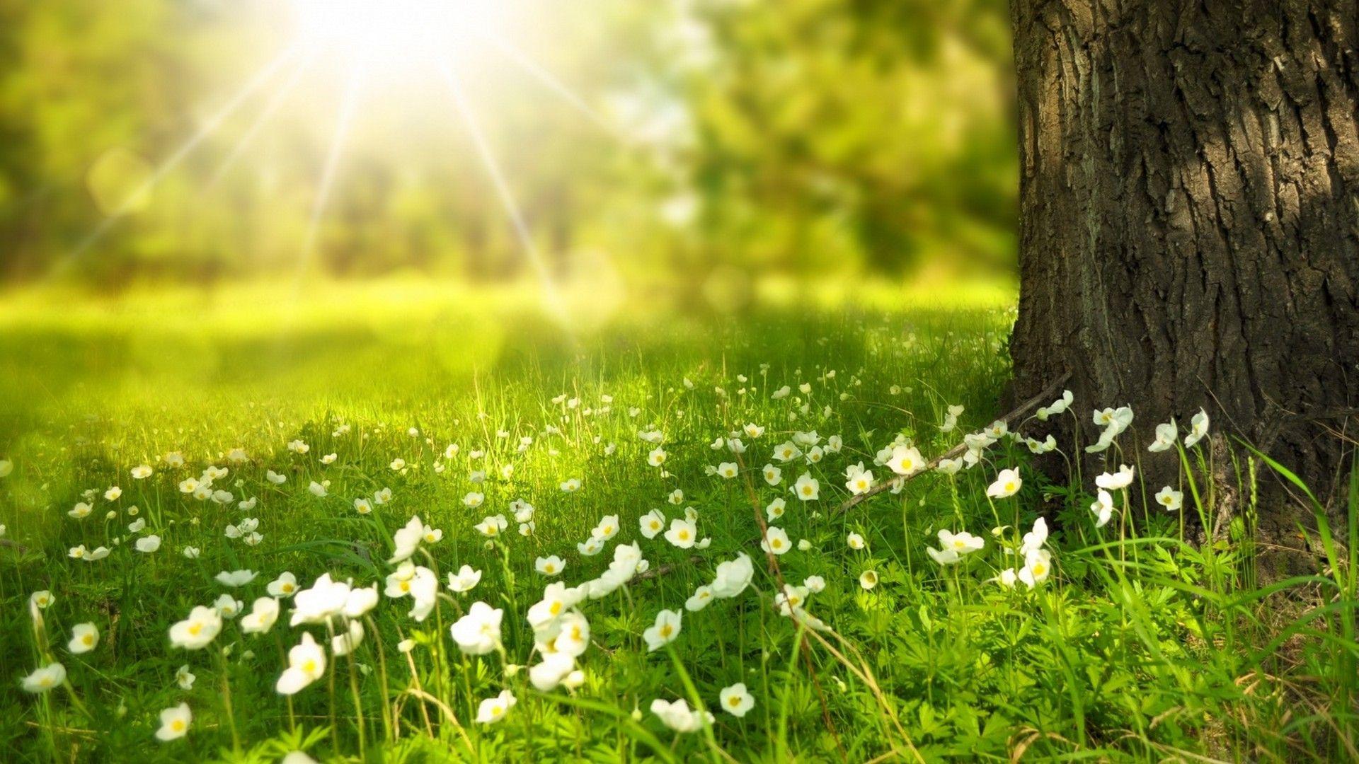 Spring Wallpapers - Top Free Spring Backgrounds - WallpaperAccess