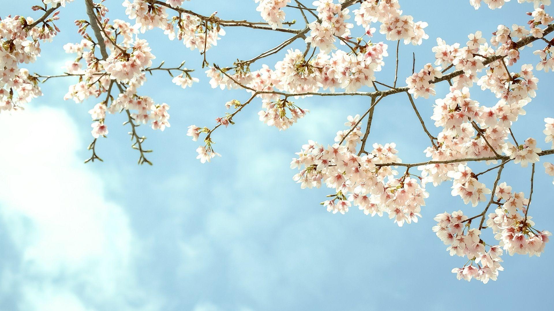 1920 X 1080 Spring Wallpapers - Top Free 1920 X 1080 Spring Backgrounds ...