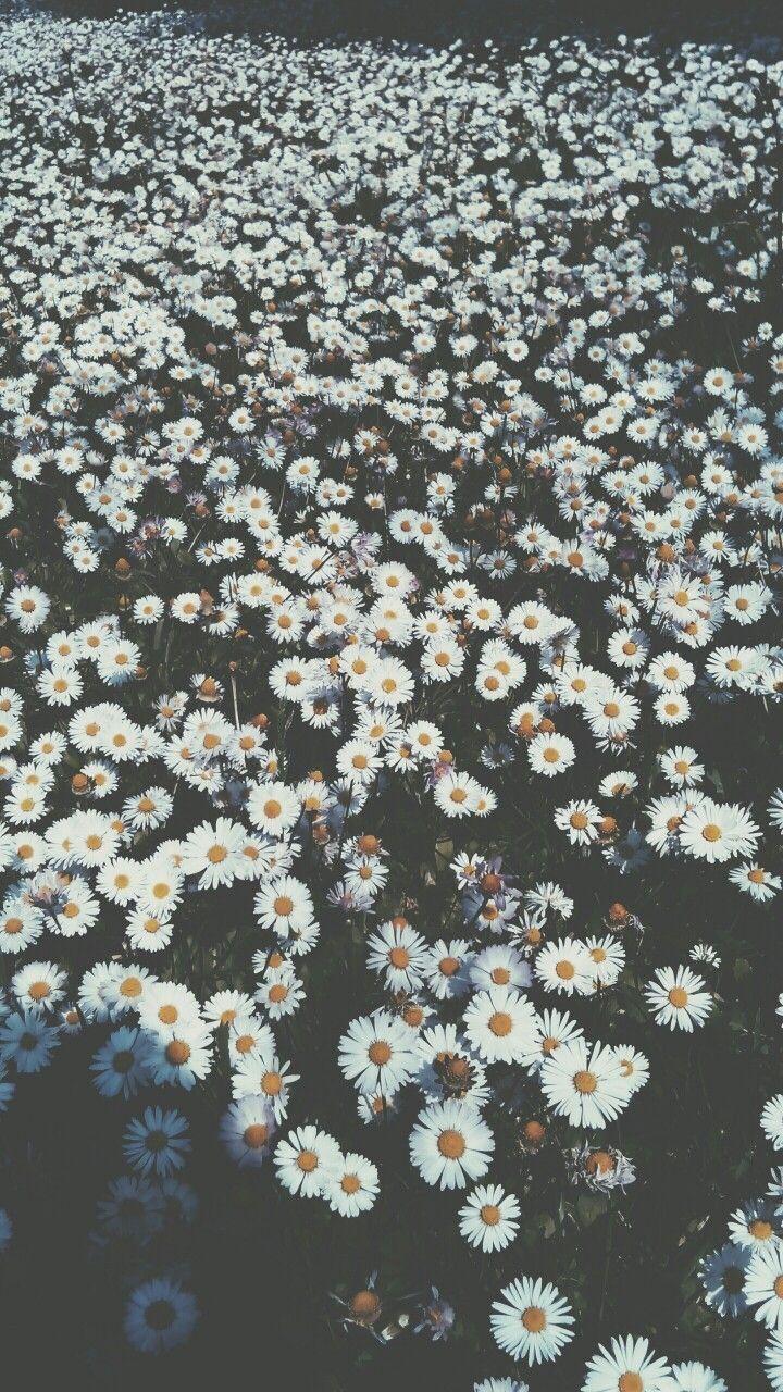 Daisy Vintage Wallpapers - Top Free Daisy Vintage Backgrounds ...