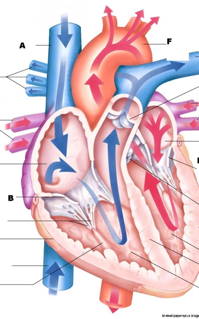 Human Physiology Wallpapers - Top Free Human Physiology Backgrounds ...