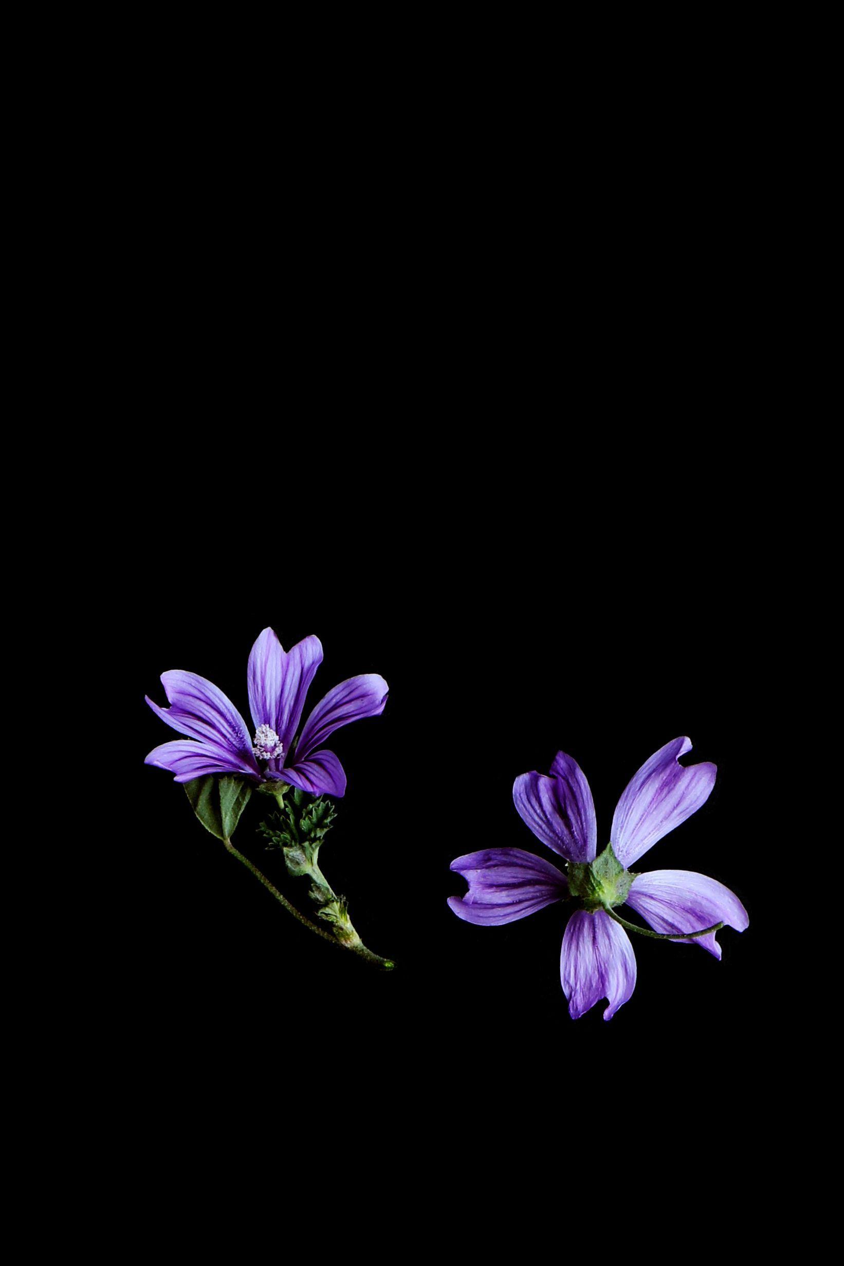 Native Flowers Wallpapers - Top Free Native Flowers Backgrounds ...