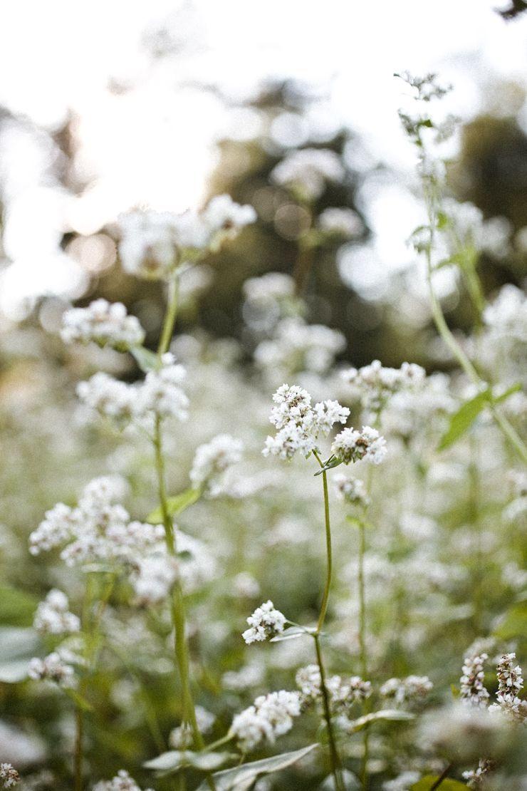 Native Flowers Wallpapers - Top Free Native Flowers Backgrounds ...