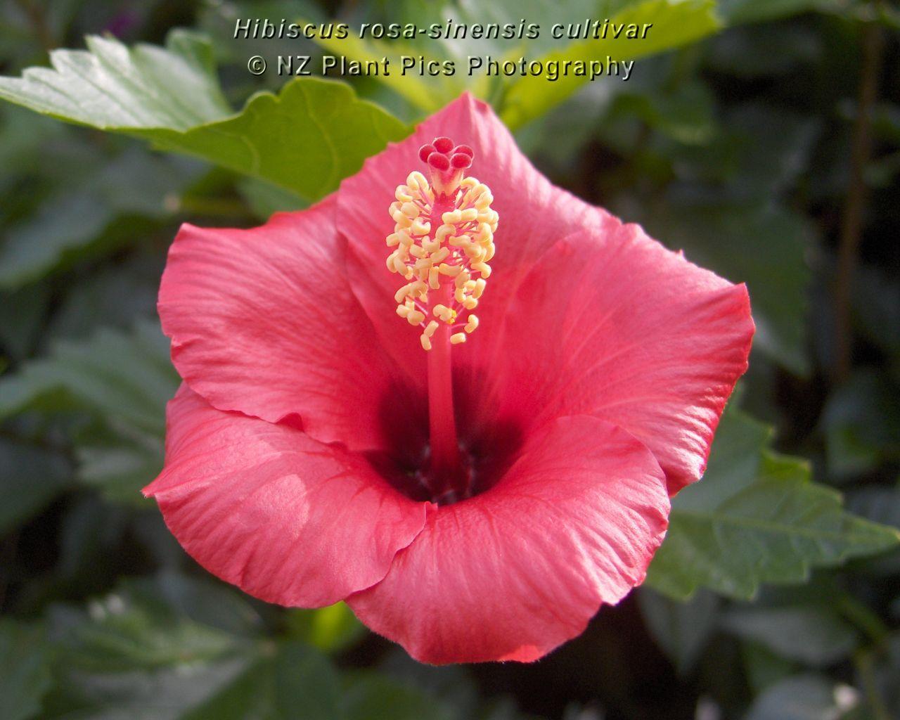 Native Flowers Wallpapers - Top Free Native Flowers Backgrounds ...