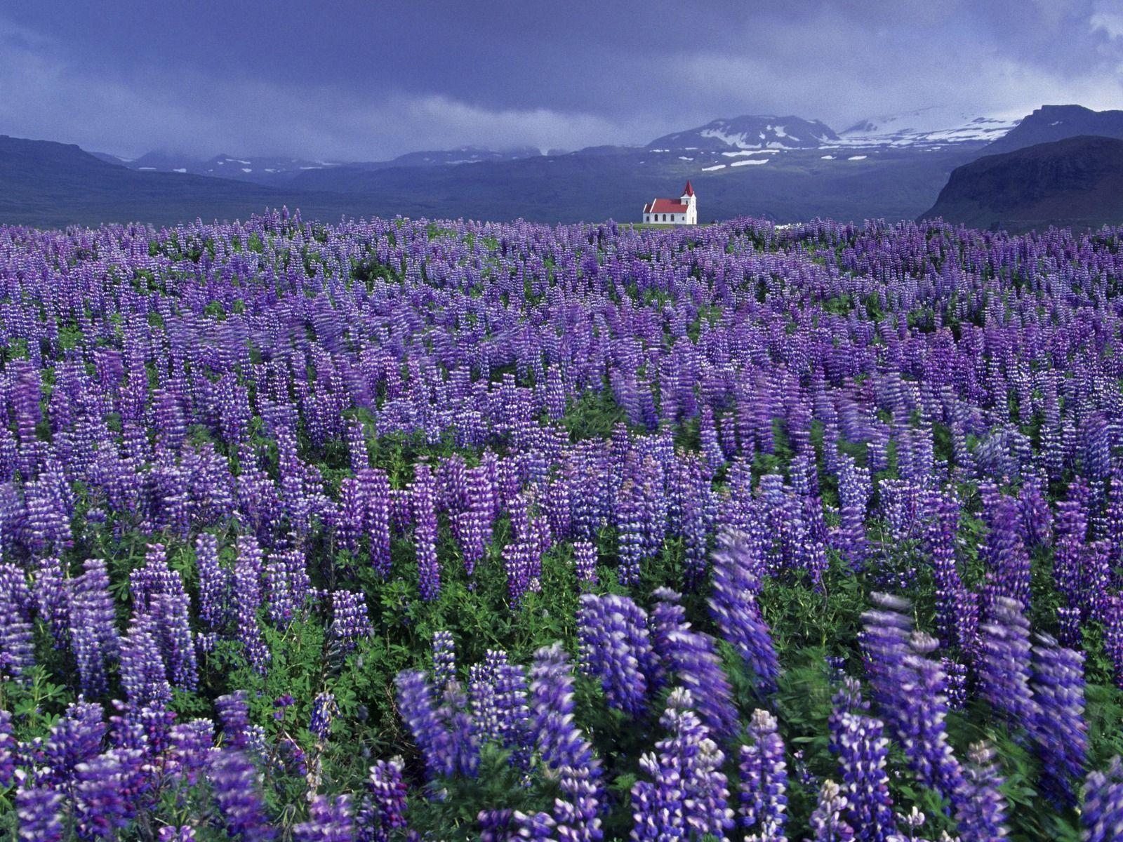 Native Flowers Wallpapers - Top Free Native Flowers Backgrounds ...