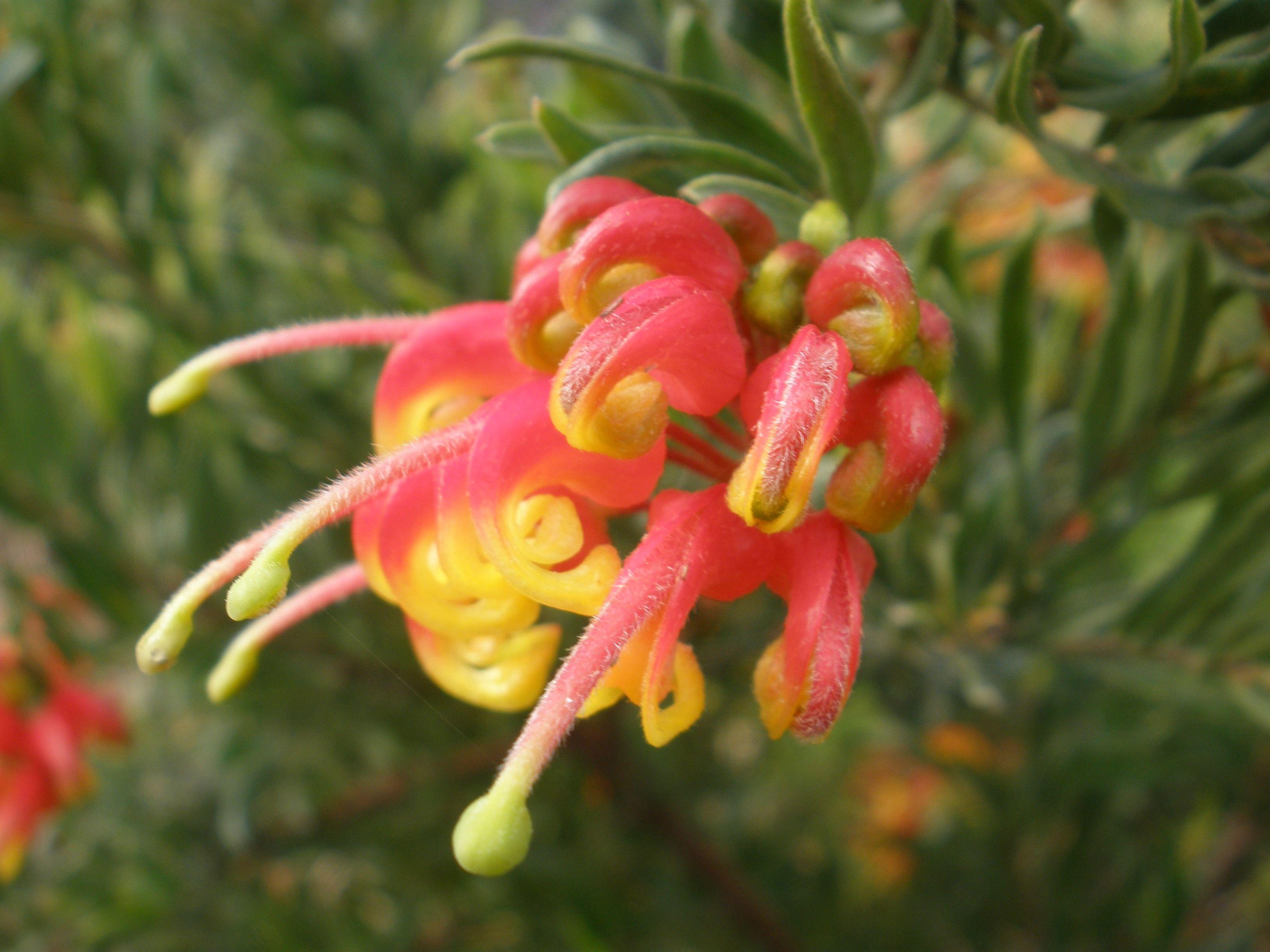 Native Flowers Wallpapers - Top Free Native Flowers Backgrounds ...