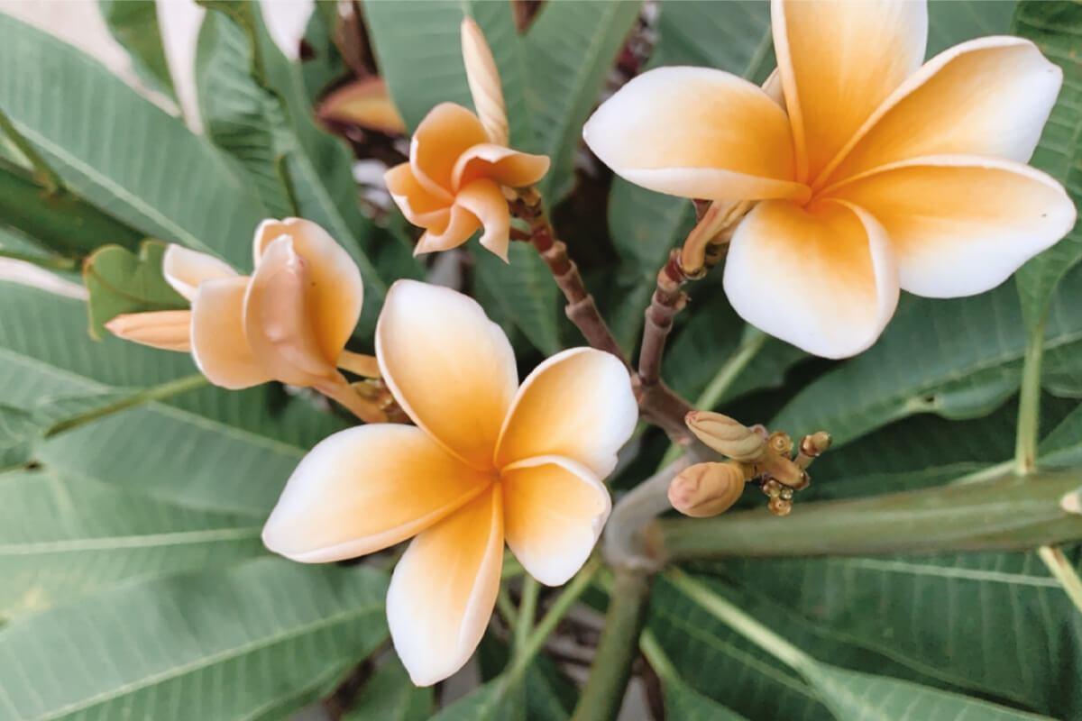 Island Vibes Wallpapers - Top Free Island Vibes Backgrounds ...