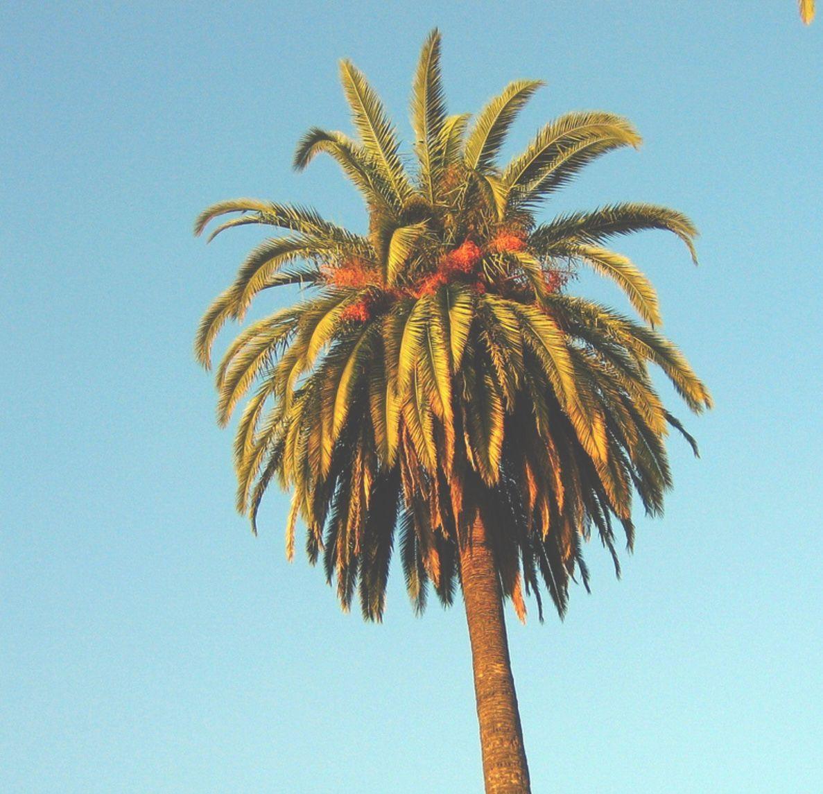 Island Vibes Wallpapers - Top Free Island Vibes Backgrounds ...