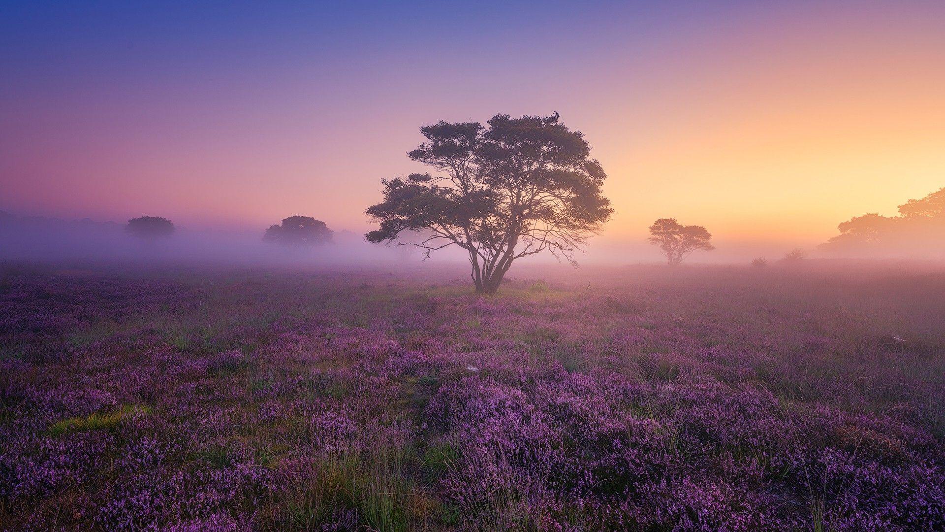 Foggy Landscape Wallpapers - Top Free Foggy Landscape Backgrounds ...