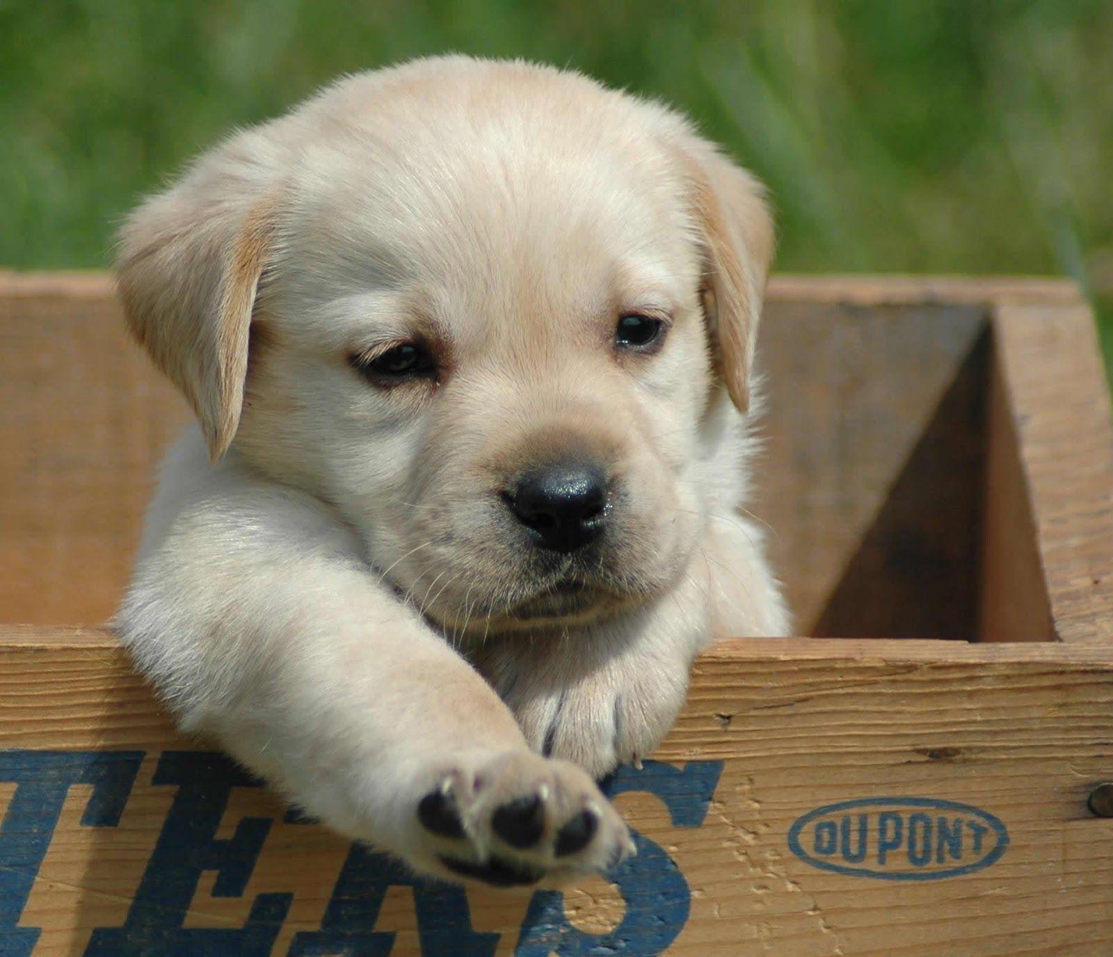 Doggies Wallpapers - Top Free Doggies Backgrounds - WallpaperAccess