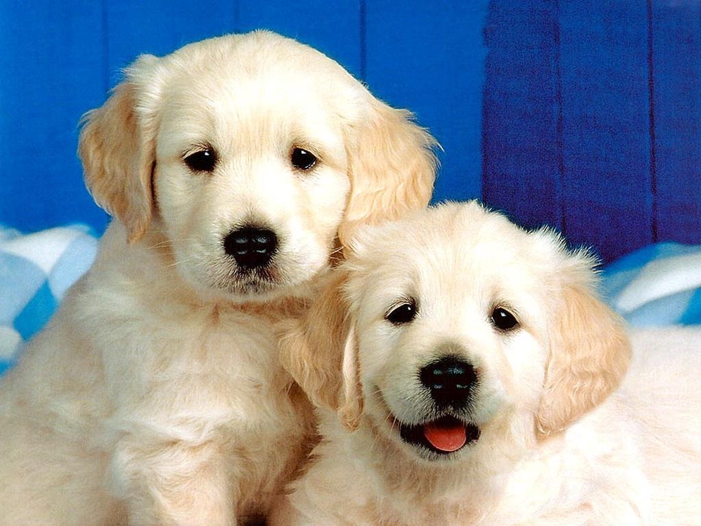 Doggies Wallpapers - Top Free Doggies Backgrounds - WallpaperAccess