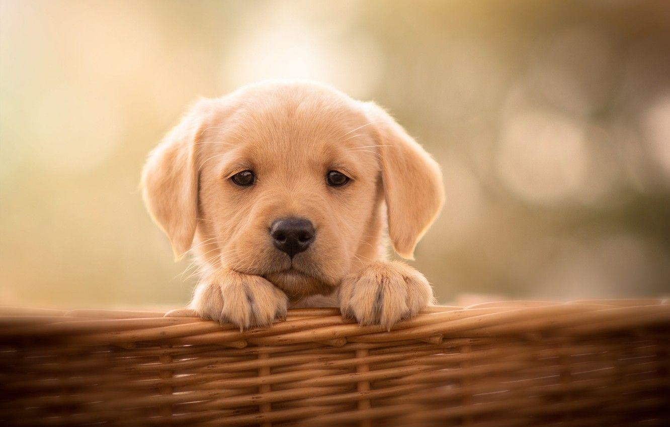 Doggies Wallpapers - Top Free Doggies Backgrounds - WallpaperAccess