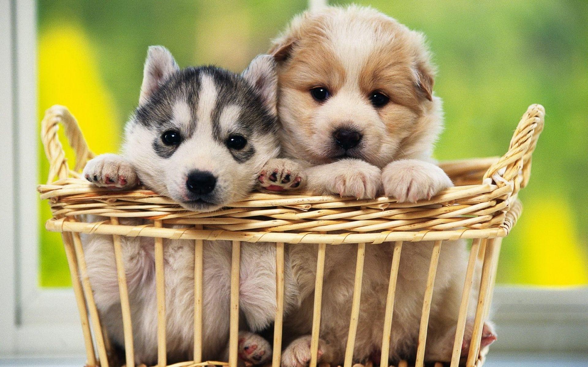 Doggies Wallpapers - Top Free Doggies Backgrounds - WallpaperAccess