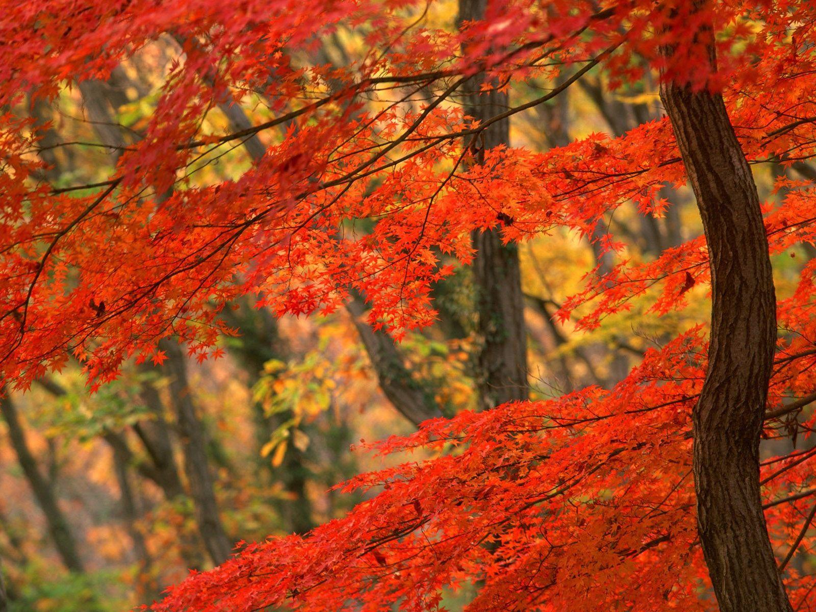 Japanese Maple Tree Wallpapers - Top Free Japanese Maple Tree ...