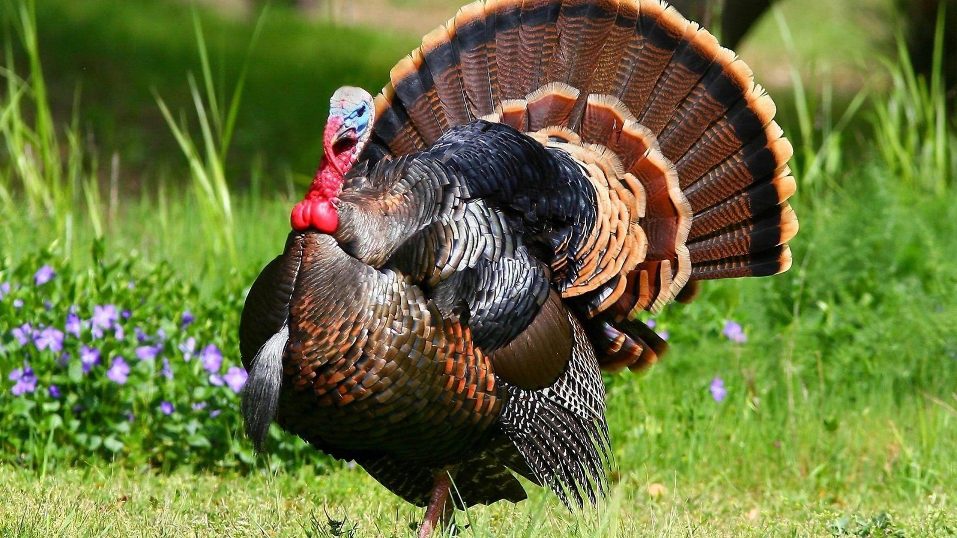 Turkey Desktop Wallpapers - Top Free Turkey Desktop Backgrounds ...