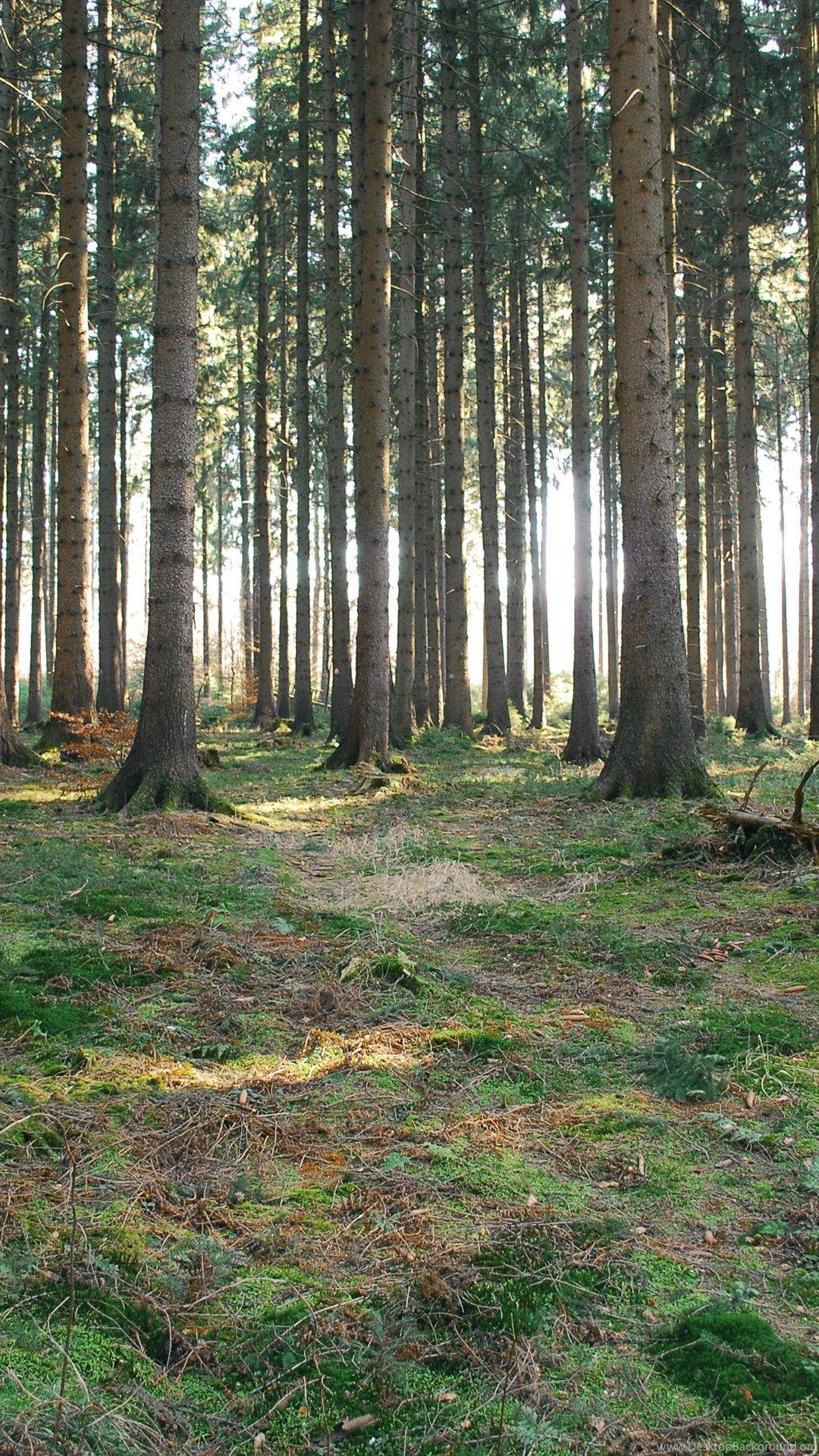 Wallpaper 3840x2160 Forest