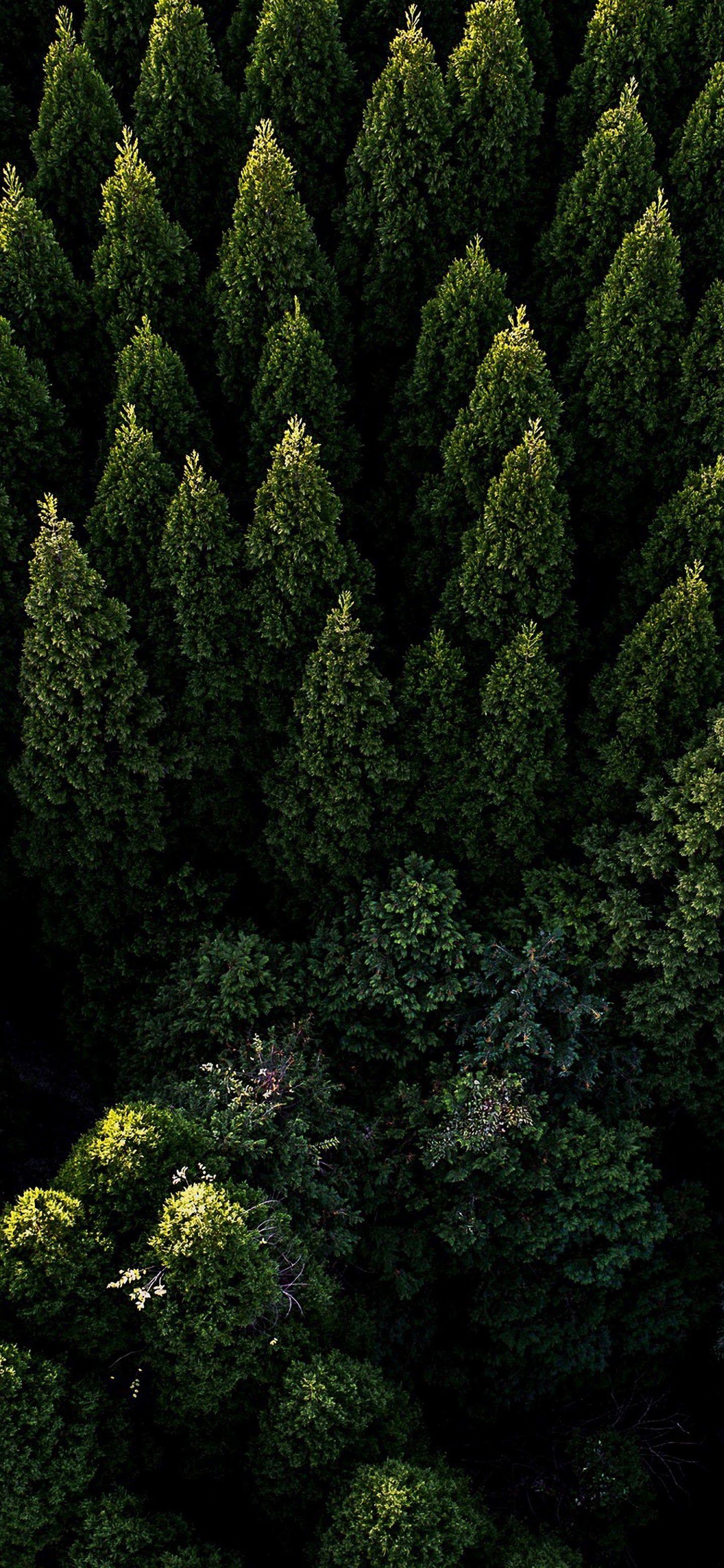 4K Ultra High Resolution Forest Wallpapers - Top Free 4K Ultra High ...