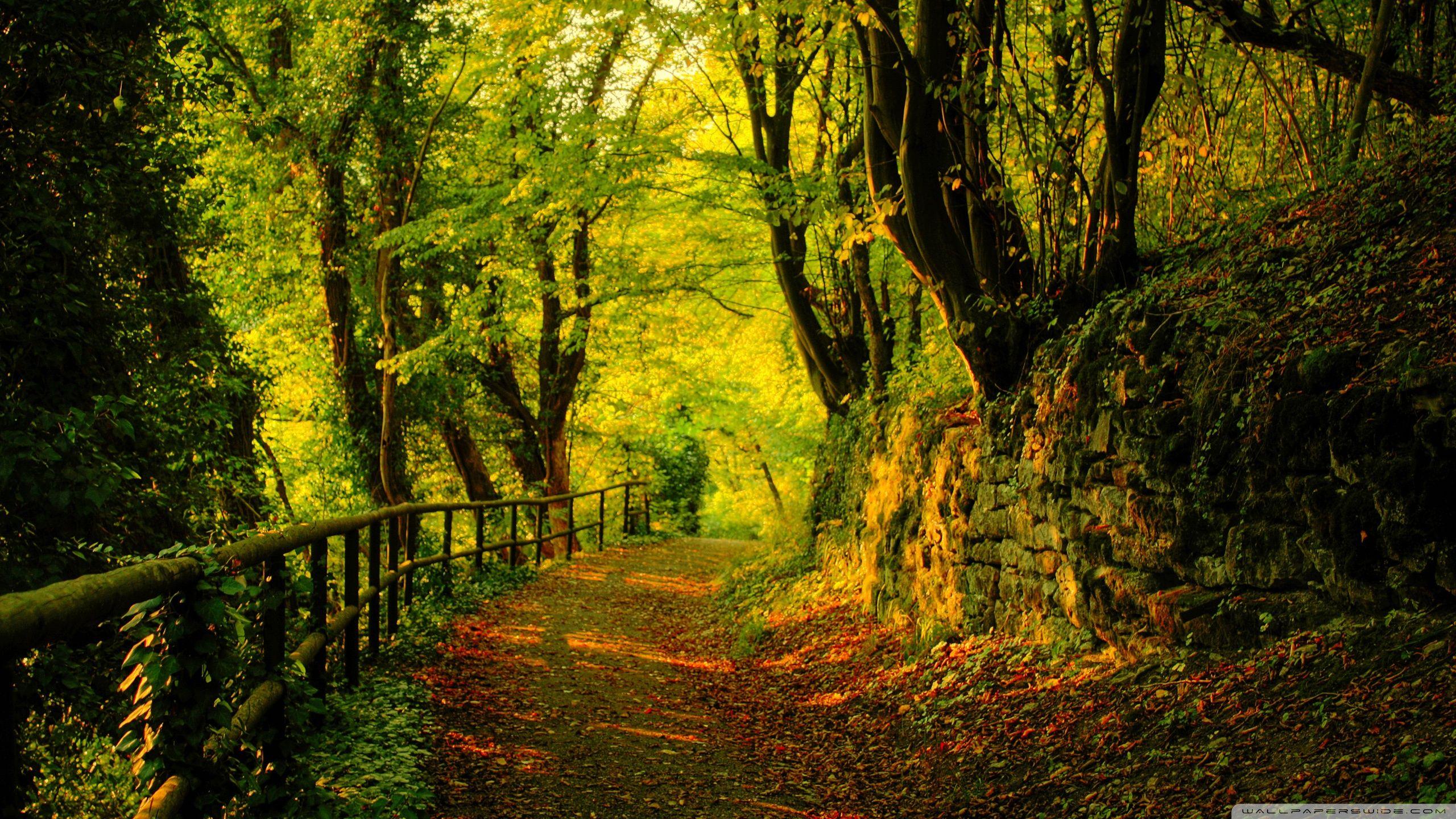 4K Ultra High Resolution Forest Wallpapers - Top Free 4K Ultra High ...