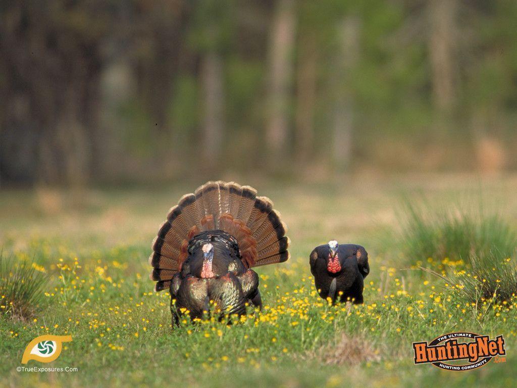 Turkey Desktop Wallpapers - Top Free Turkey Desktop Backgrounds ...