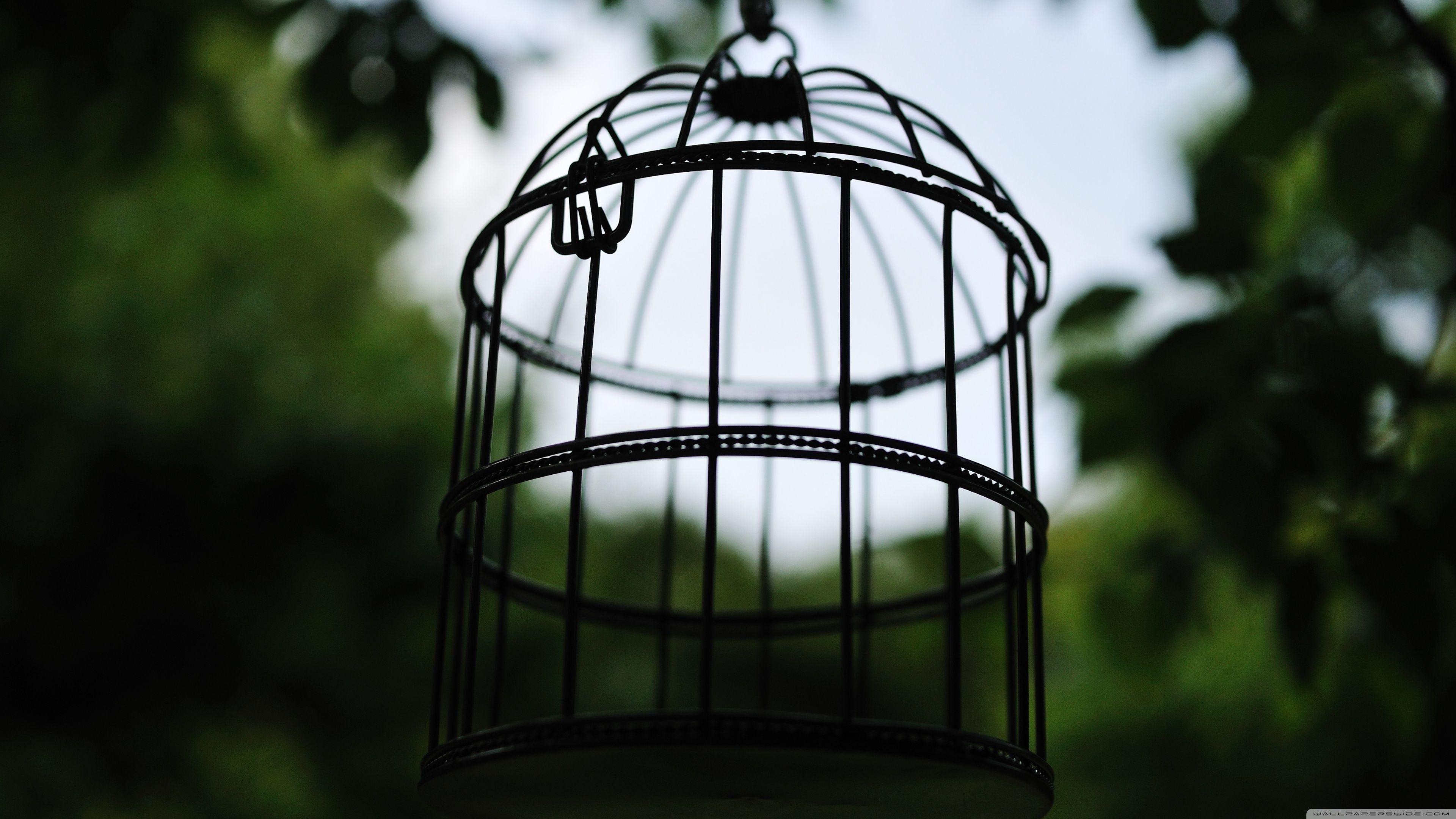 Bird Cage Wallpapers - Top Free Bird Cage Backgrounds - WallpaperAccess