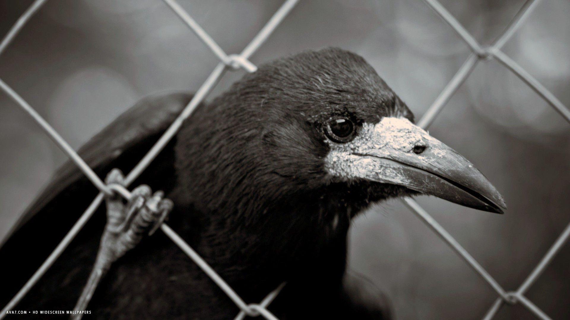 Bird Cage Wallpapers - Top Free Bird Cage Backgrounds - WallpaperAccess