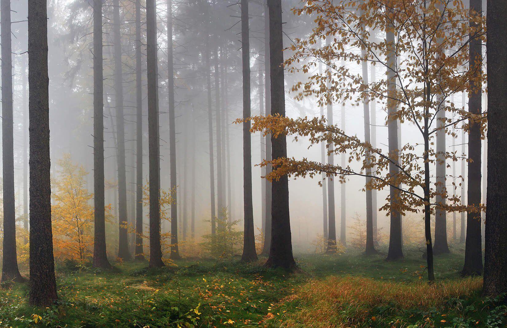 Autumn Fog Wallpapers - Top Free Autumn Fog Backgrounds - WallpaperAccess