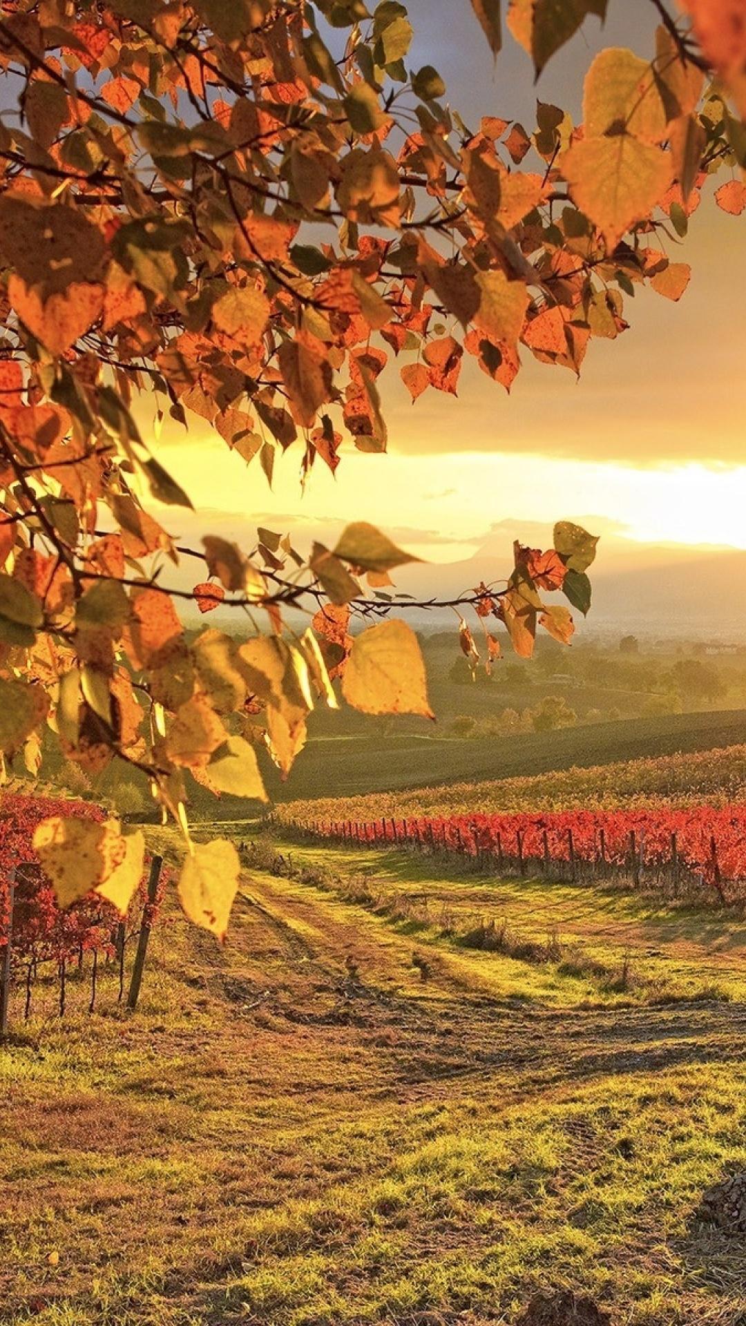 Plain Autumn Wallpapers - Top Free Plain Autumn Backgrounds ...