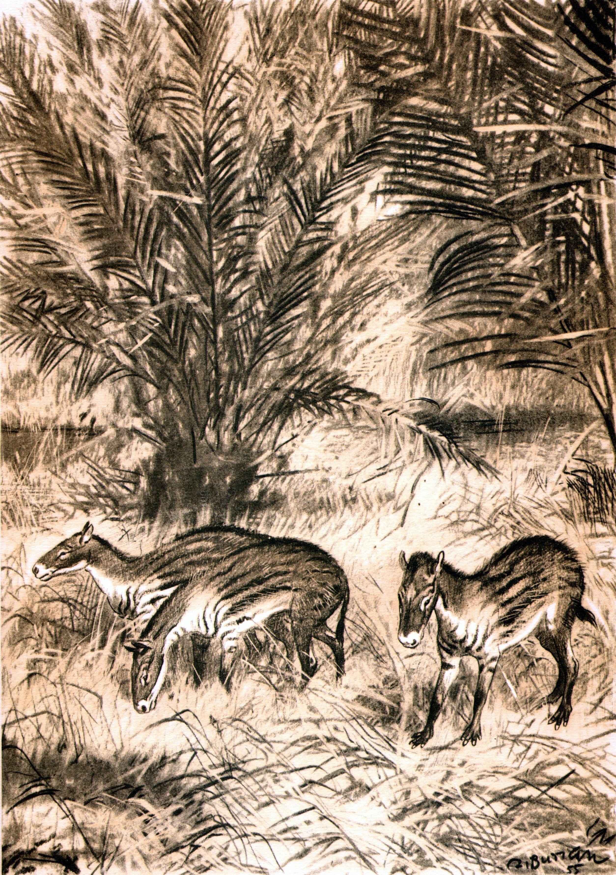 Ancient Animal Wallpapers - Top Free Ancient Animal Backgrounds ...