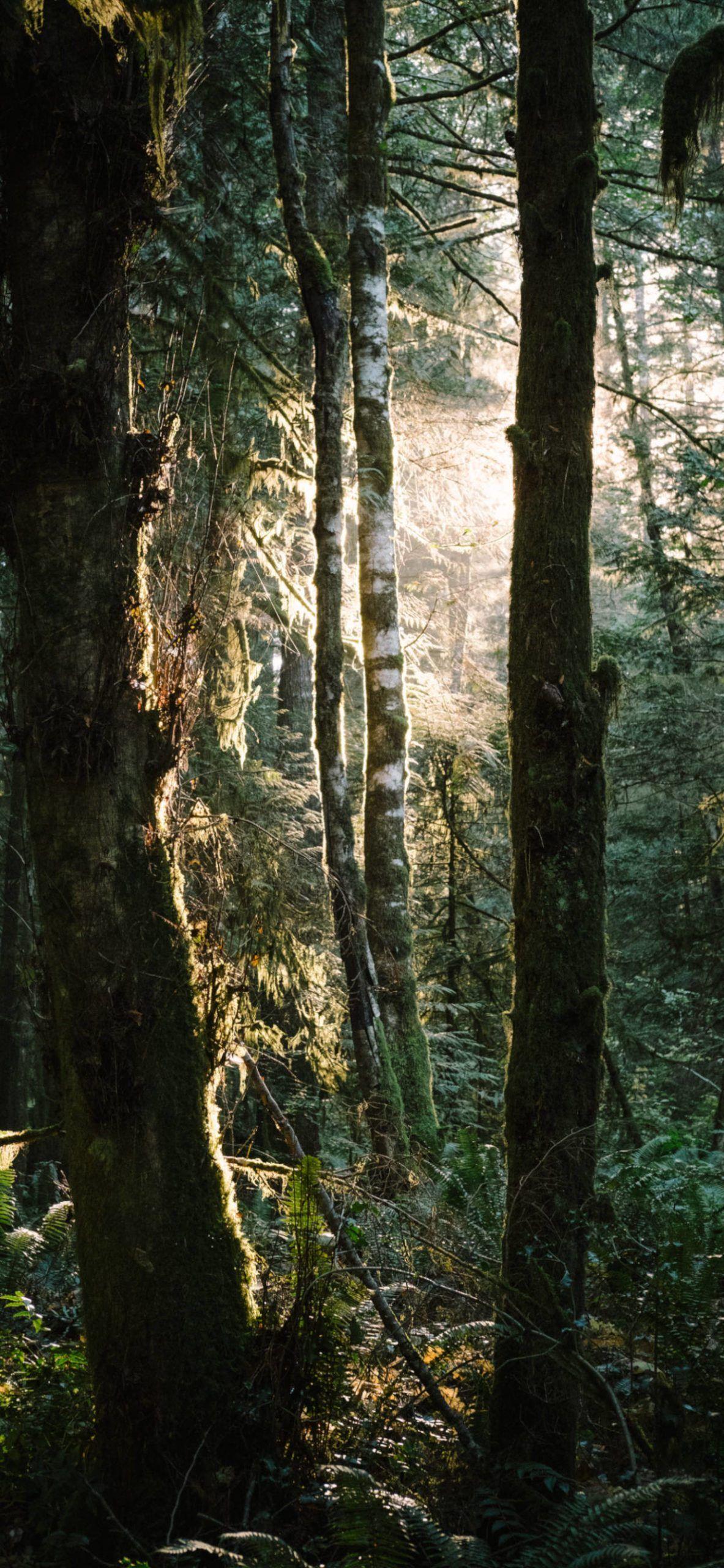 Woodland iPhone Wallpapers - Top Free Woodland iPhone Backgrounds ...