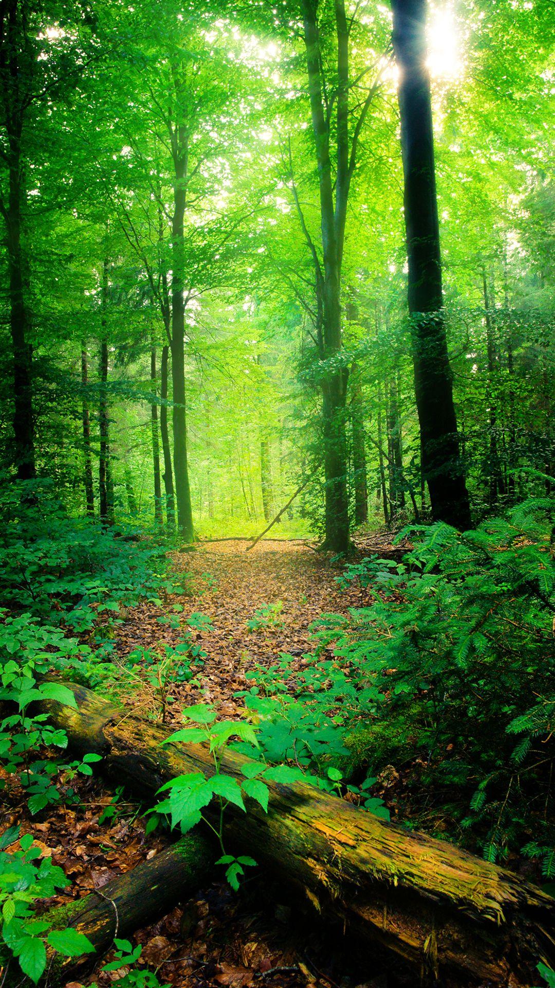 Woodland iPhone Wallpapers - Top Free Woodland iPhone Backgrounds ...